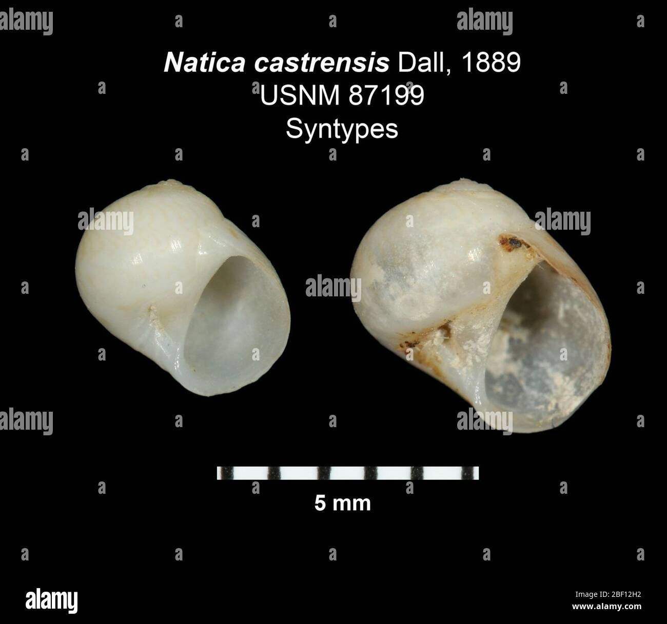 Natica hi-res stock photography and images - Alamy