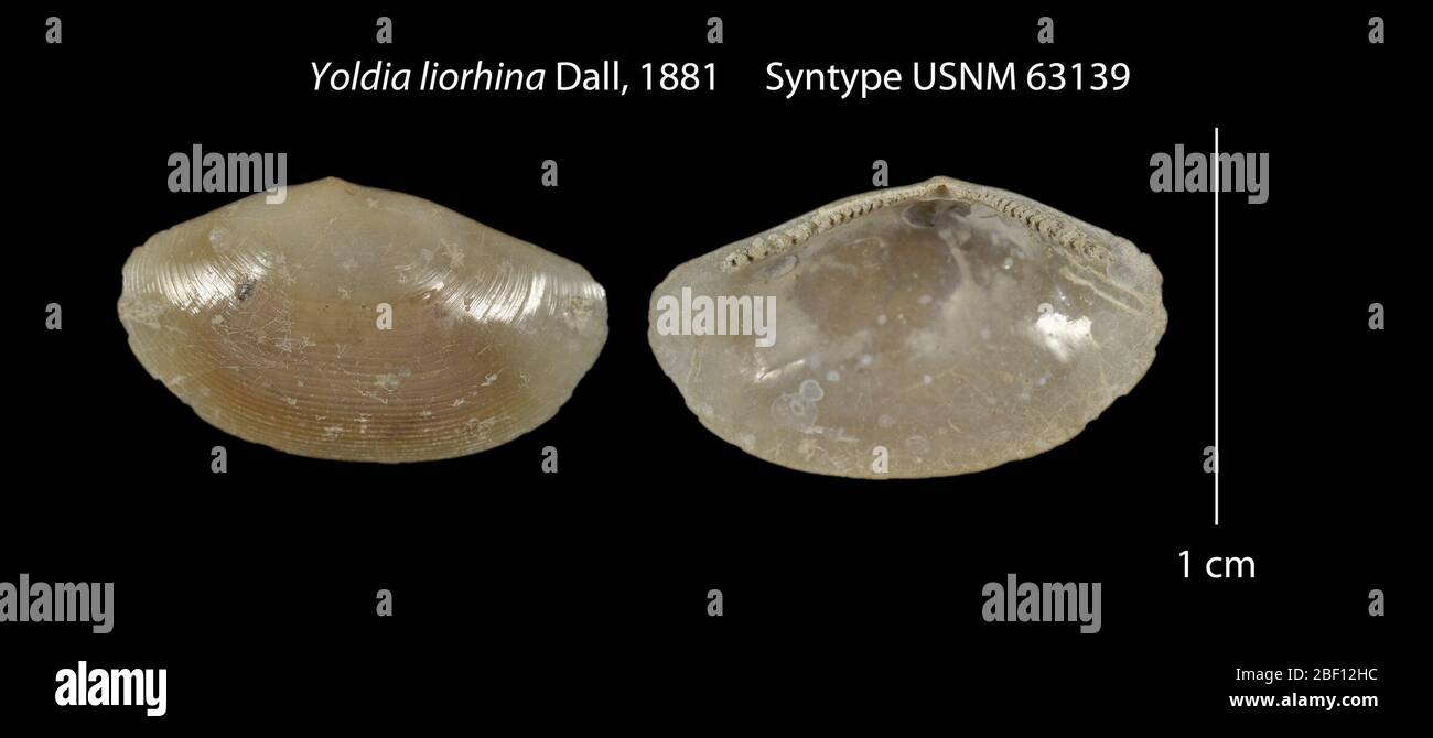 Yoldia hi-res stock photography and images - Alamy