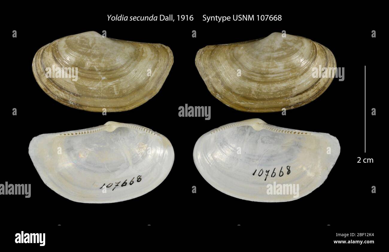 Secunda species hi-res stock photography and images - Alamy