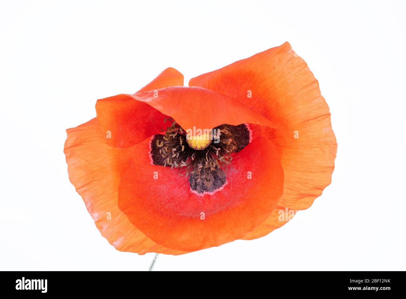 isolated red flower of common poppy on white Stock Photo - Alamy