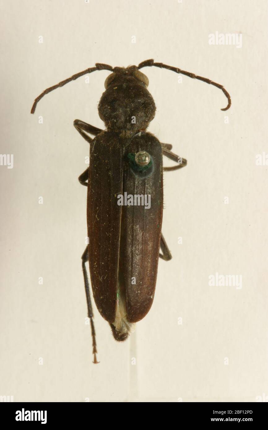 Criocephalus hi-res stock photography and images - Alamy