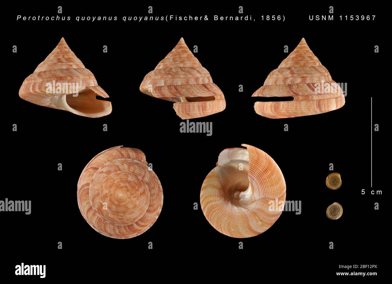 Perotrochus hi-res stock photography and images - Alamy