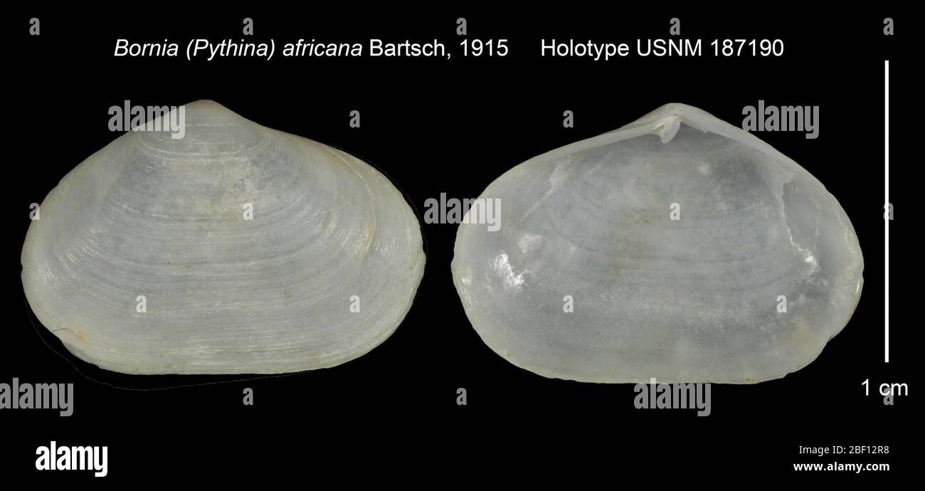 Bornia hi-res stock photography and images - Alamy