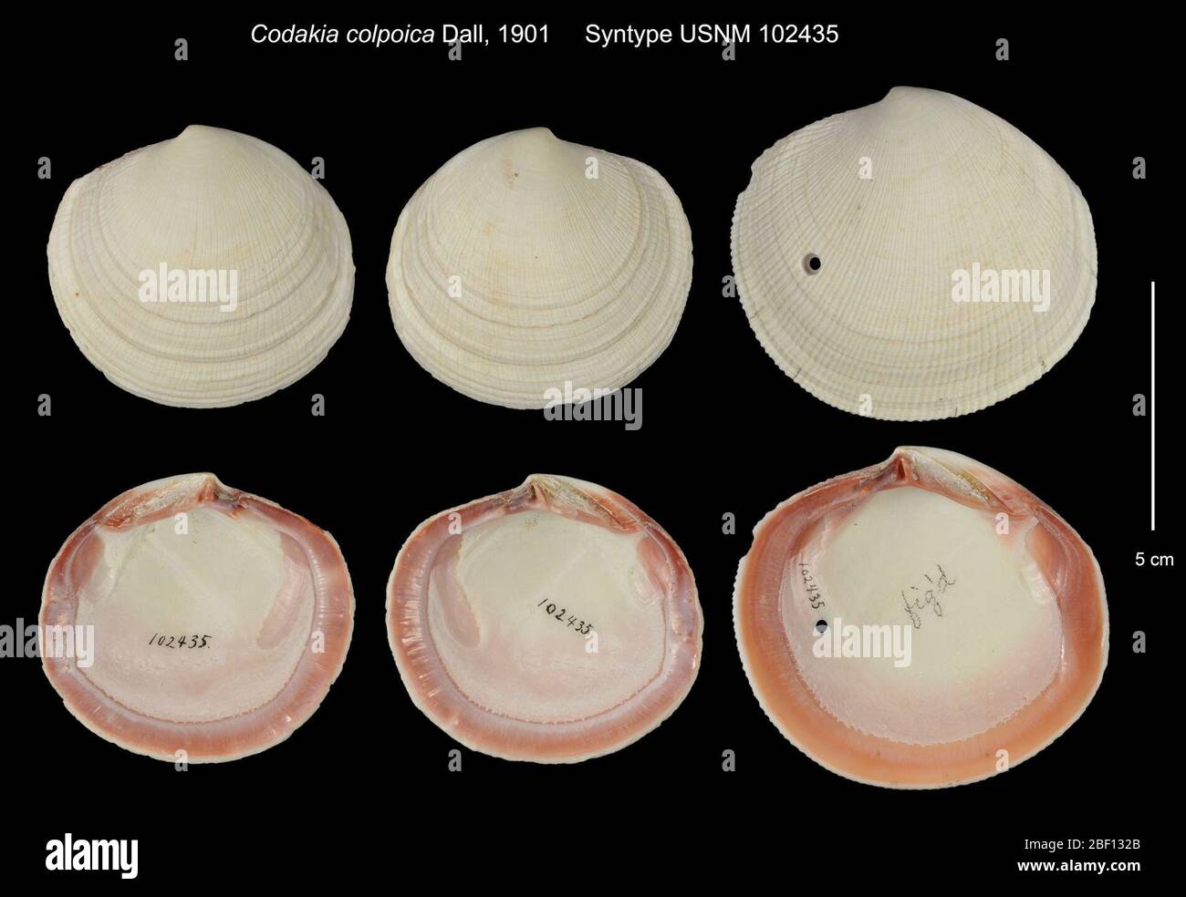 Subtidal bivalve hi-res stock photography and images - Alamy