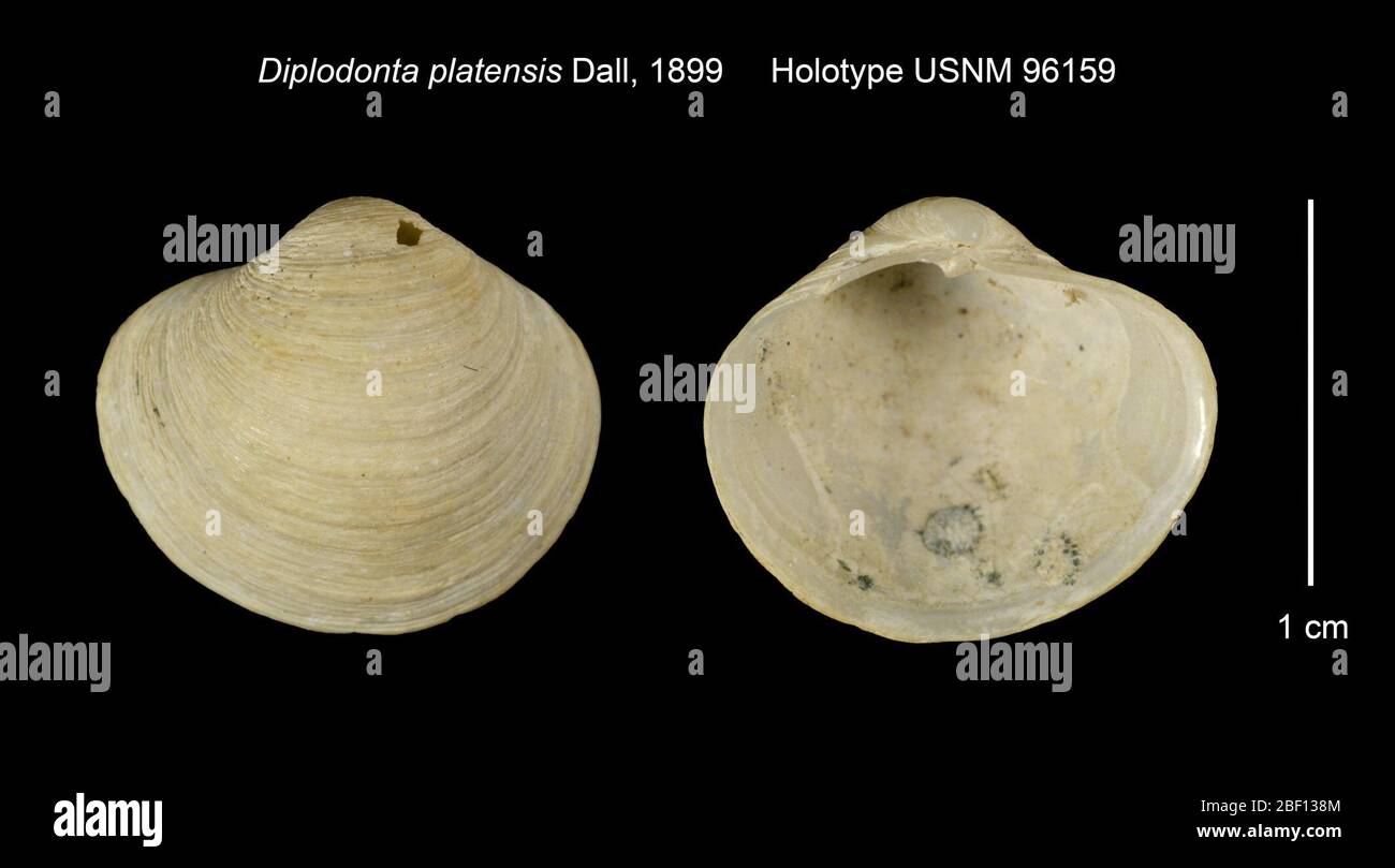 Platensis hi-res stock photography and images - Alamy