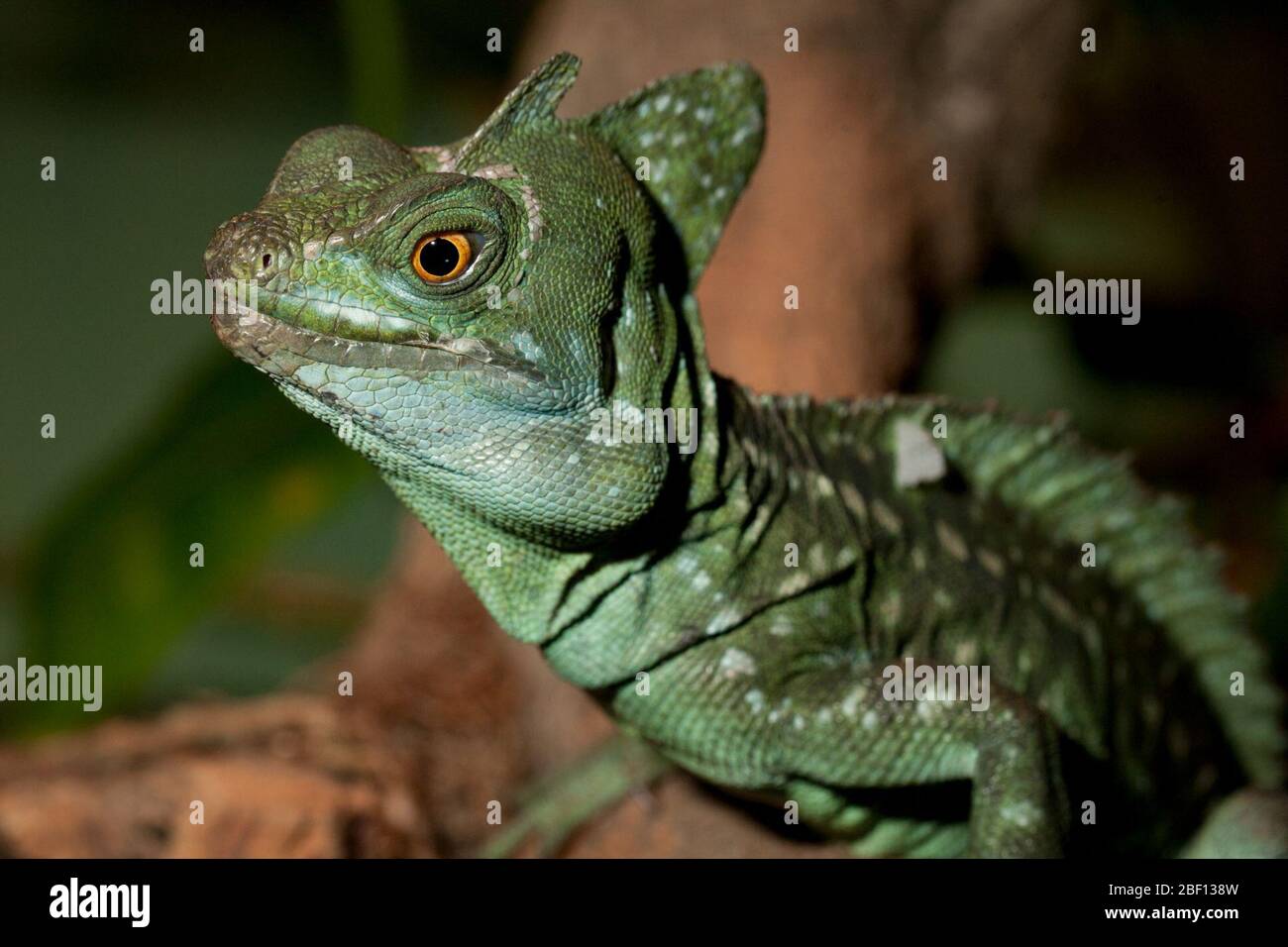 Greencrested Basilisk. Species: plumifrons,Genus: Basiliscus,Family ...