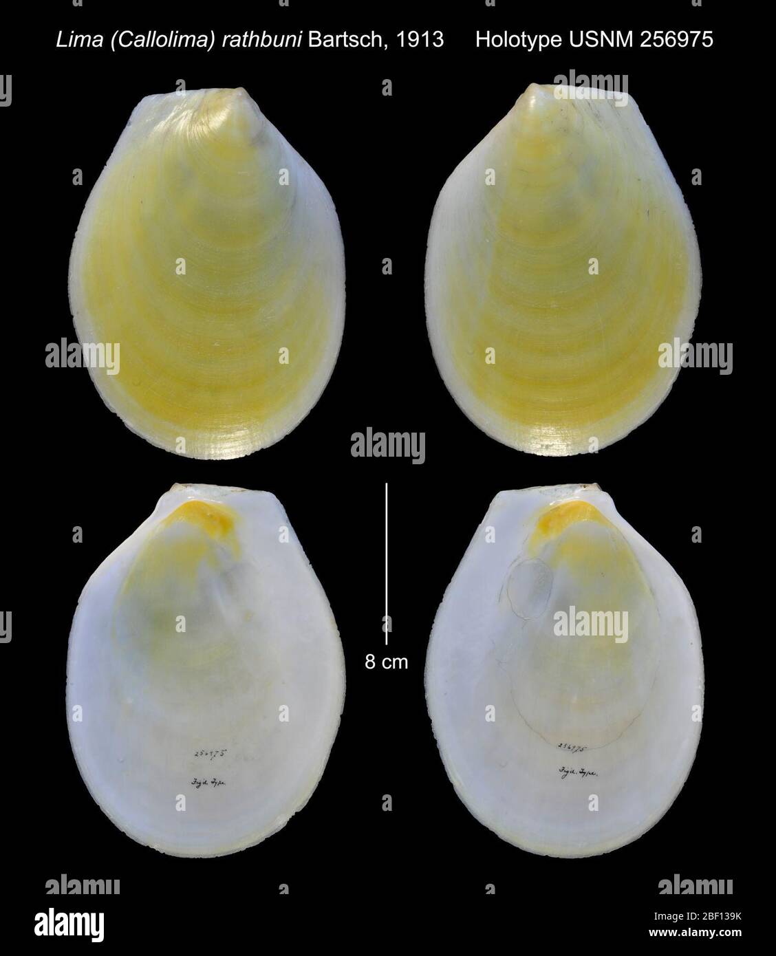 Rathbuni hi-res stock photography and images - Alamy