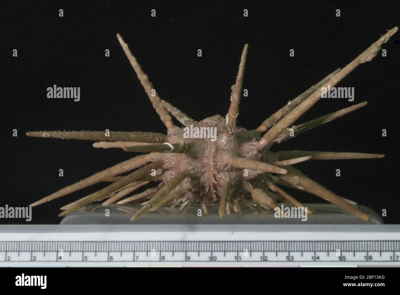 Cidaris hi-res stock photography and images - Alamy