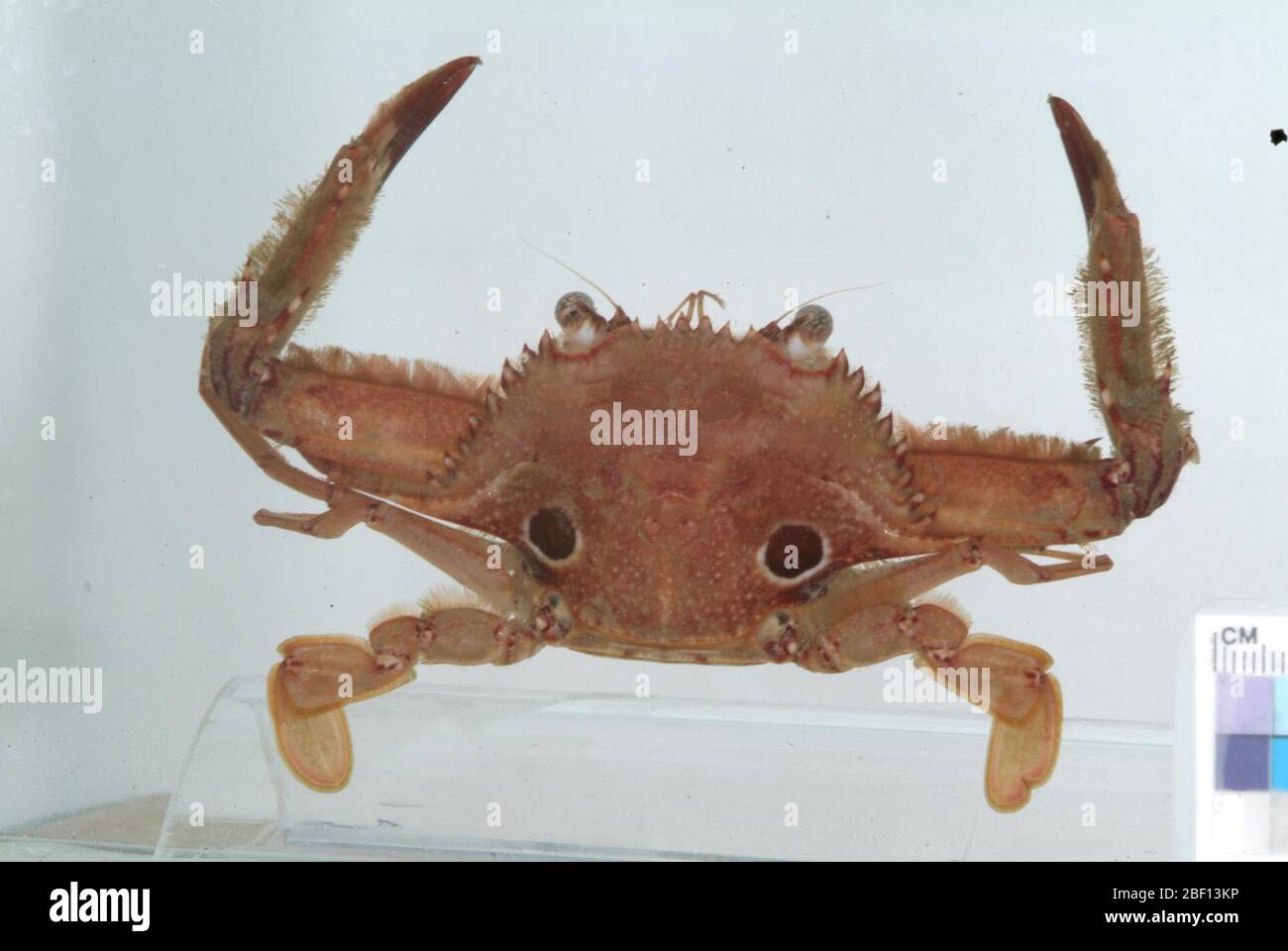 Portunus sp hi-res stock photography and images - Alamy