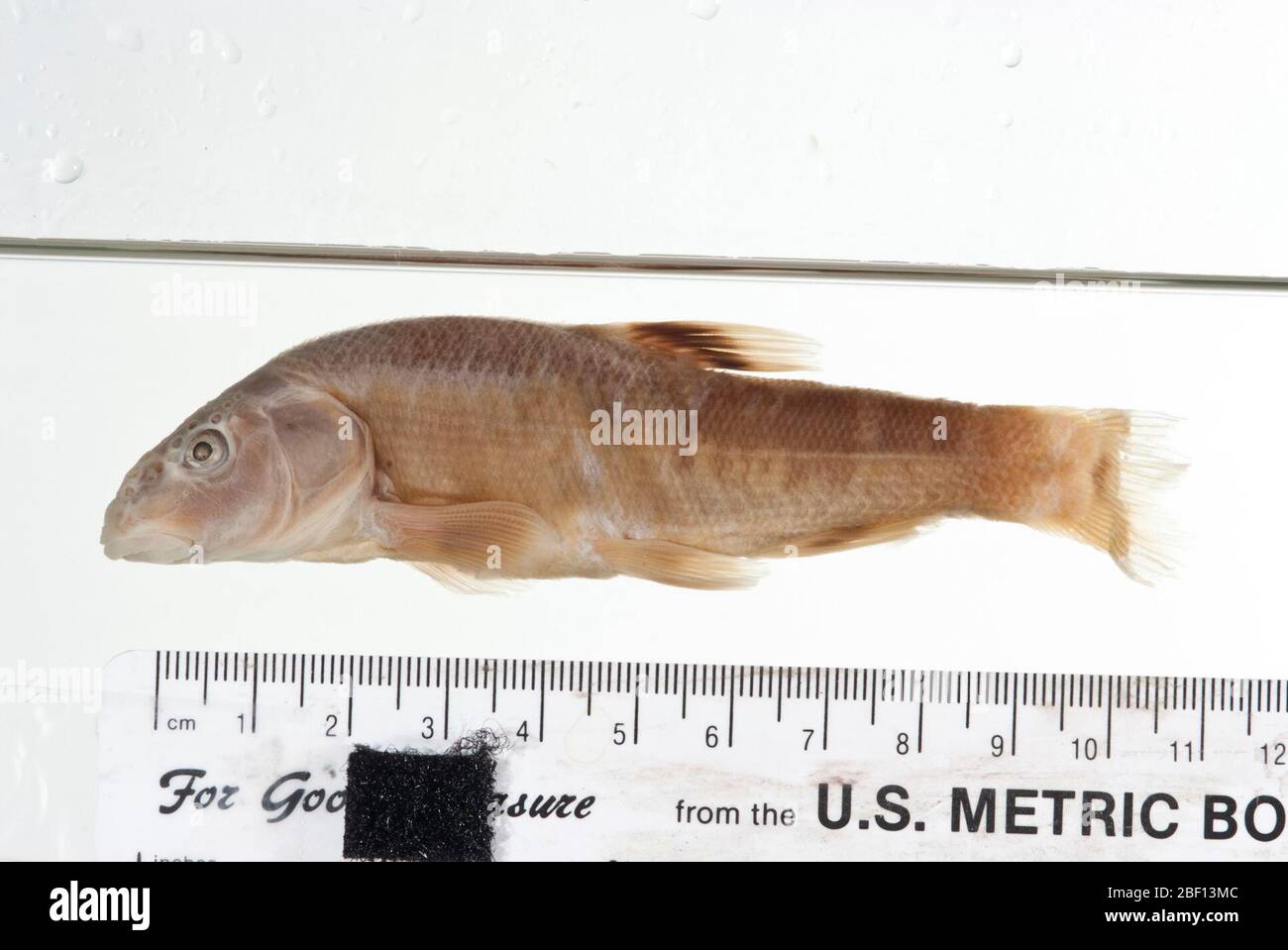 Campostoma ornatum Girard. Pharyngeal arches bone collection No. USNM ...