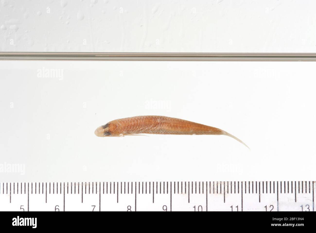 1985 6 hi-res stock photography and images - Alamy