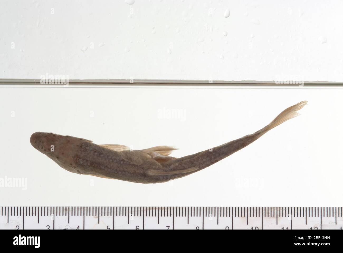 Campostoma nasutum. Pharyngeal bone skeleton #2680 type status ...