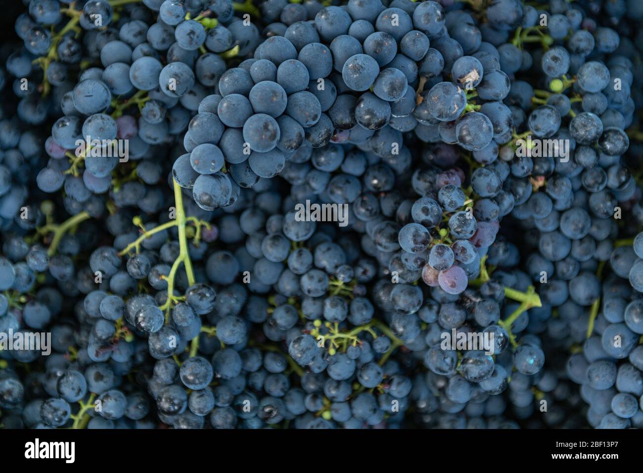 Raw organic sweet purple grapes background, wine grapes texture, top ...