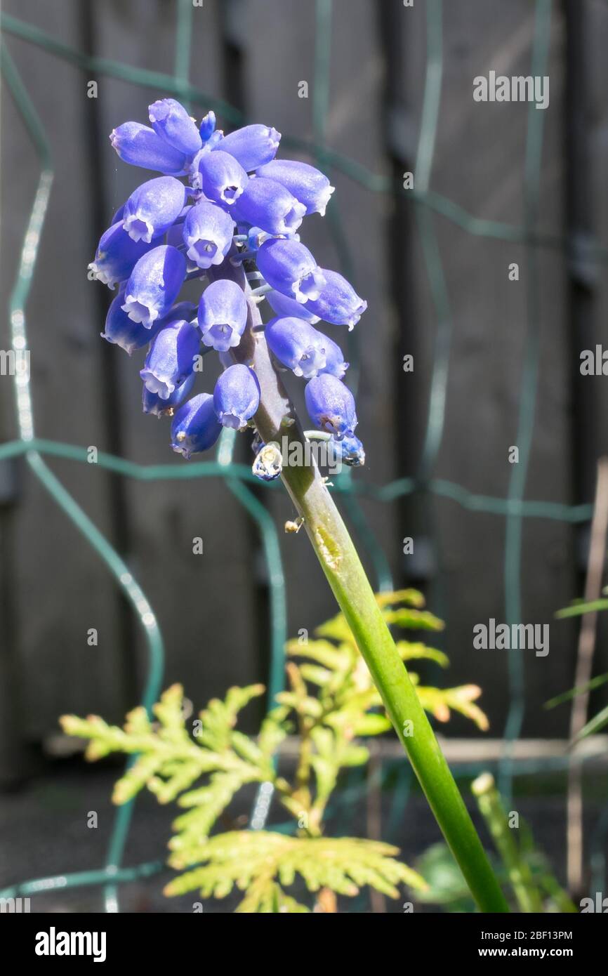 Beautiful close up of lila violet colored Grape hyacinth (latin ...