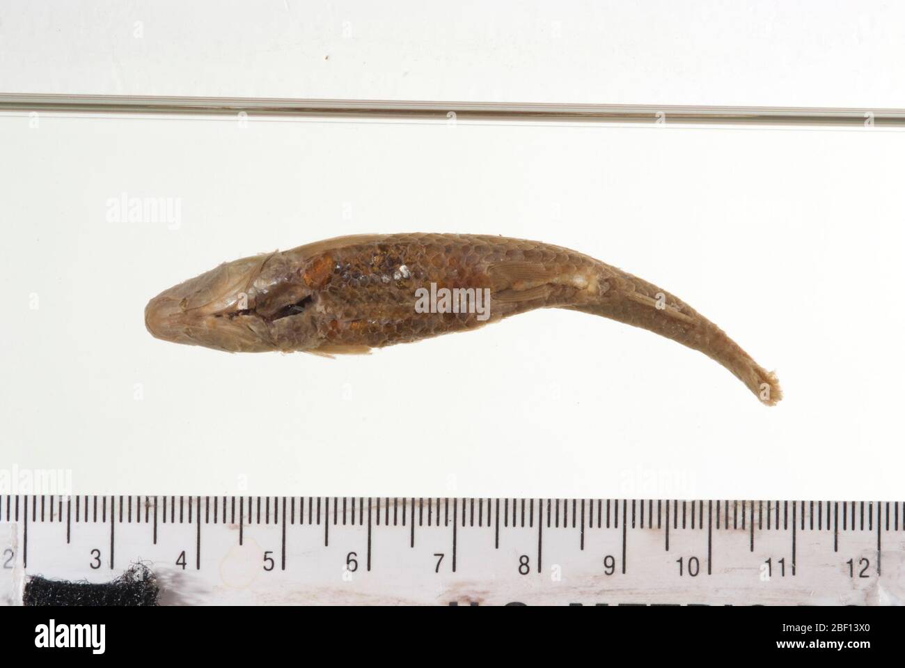 Hybognathus placitus. Pharyngeal bone #2690, 1 arch; 3 alch. specs ...