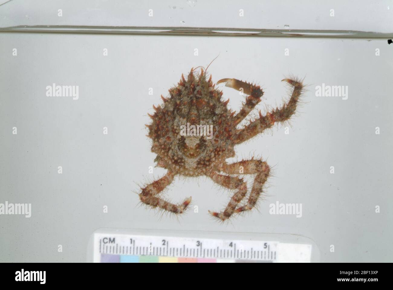 Pleocyemata hi-res stock photography and images - Alamy