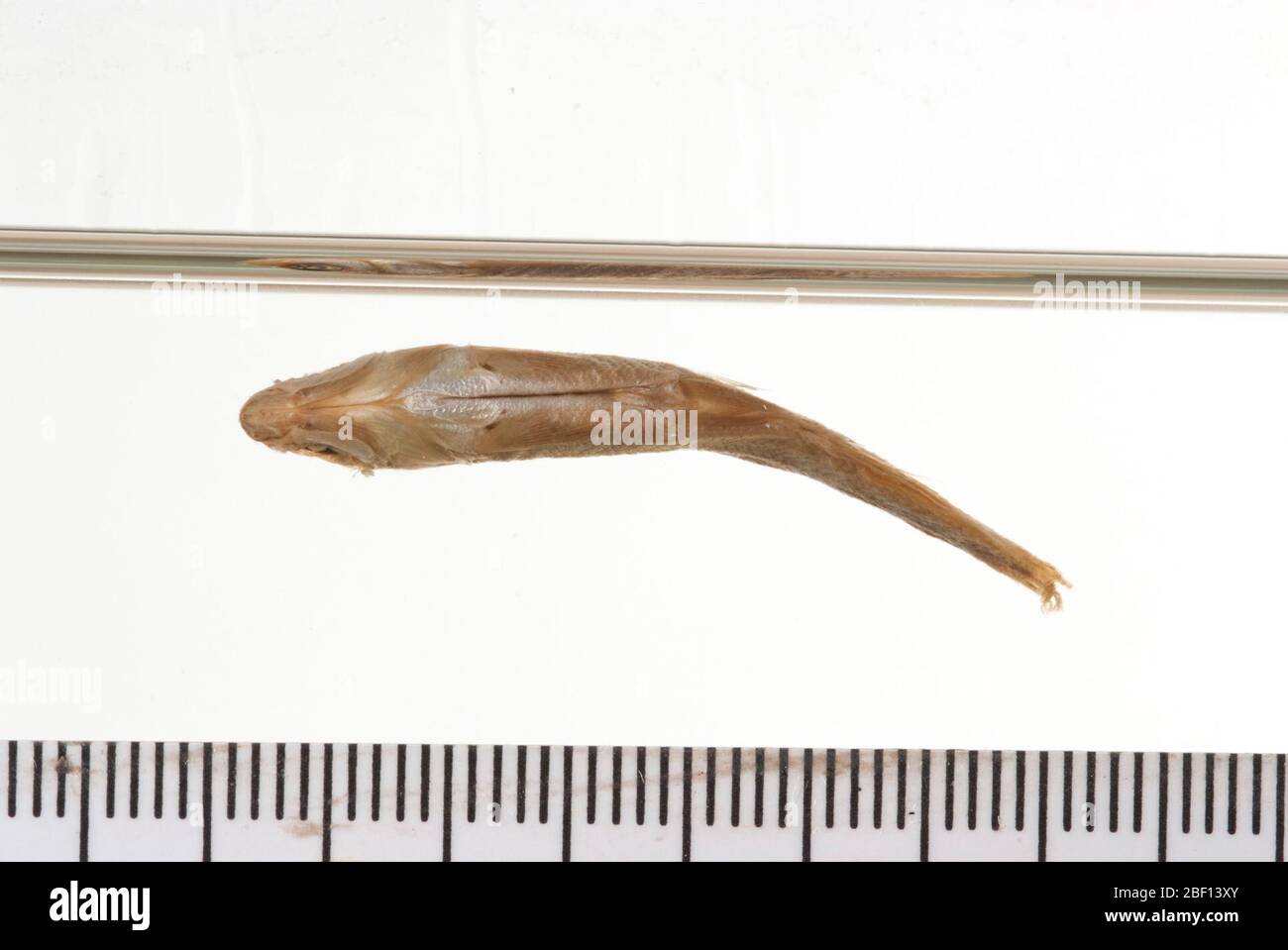 Siboma hi-res stock photography and images - Alamy