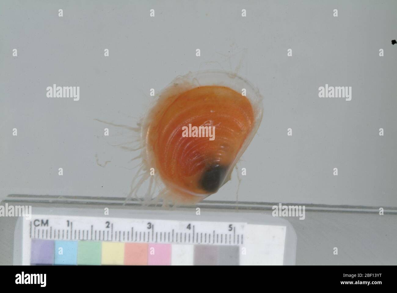 Limidae hi-res stock photography and images - Alamy