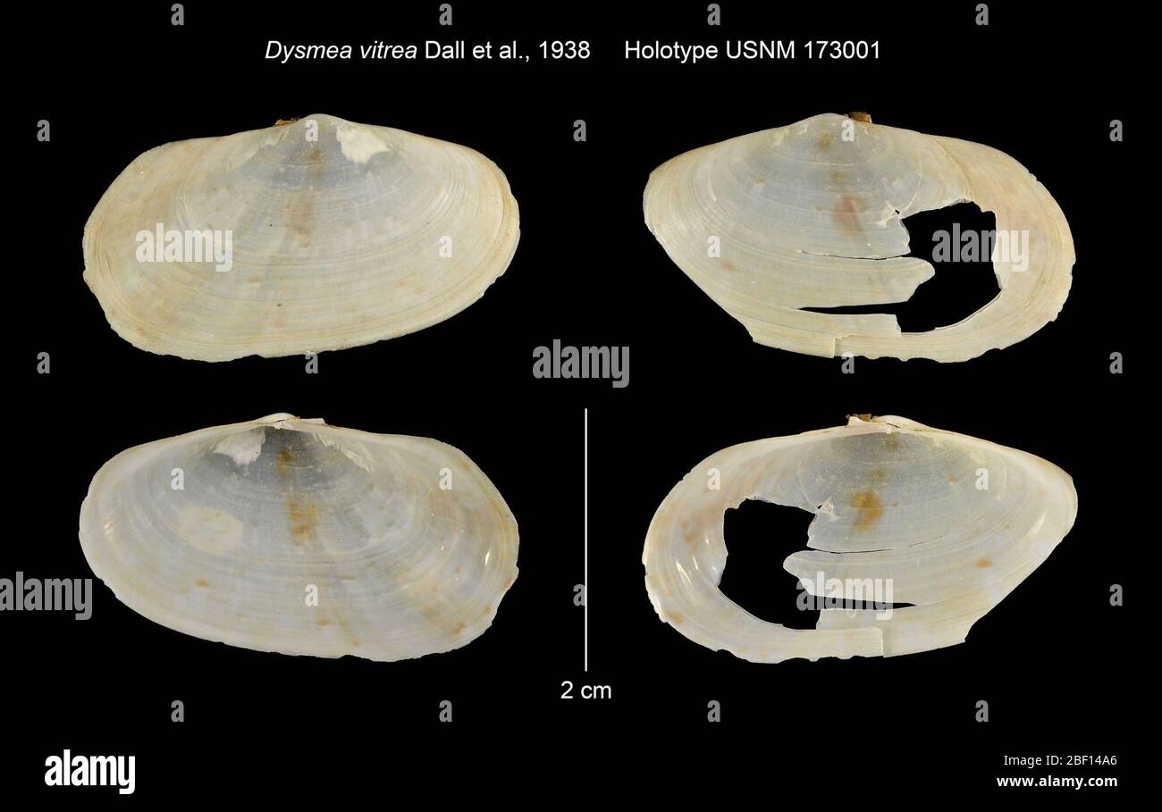 Vitrea hi-res stock photography and images - Alamy