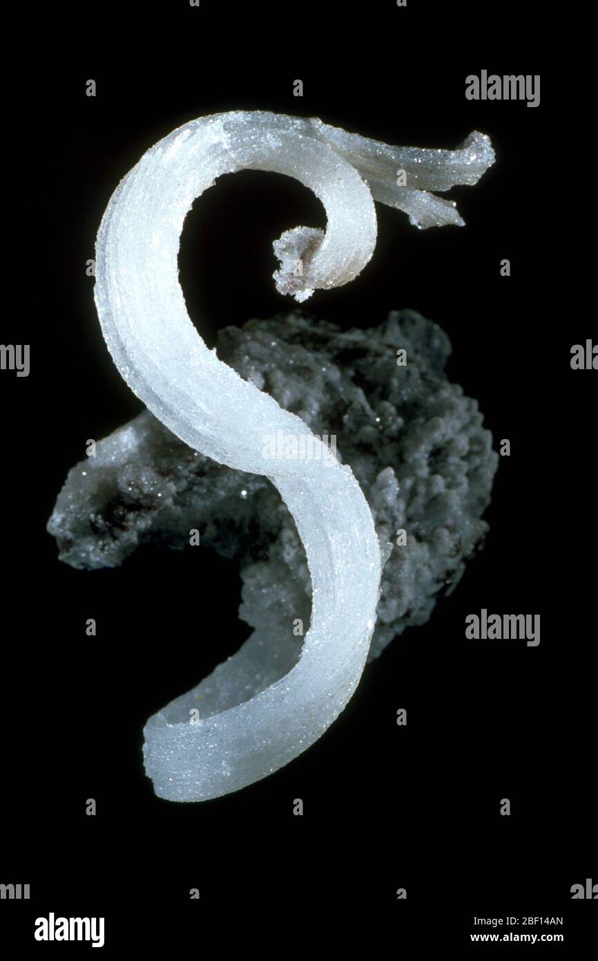 Photograph of a sinuous gypsum (R13219) from the National Mineral ...