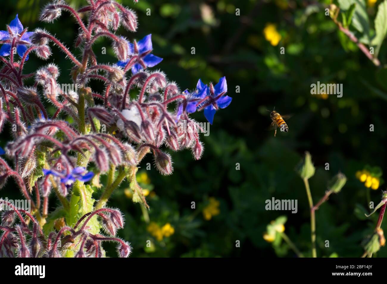 Bee flying towards a blue flower Stock Photo - Alamy