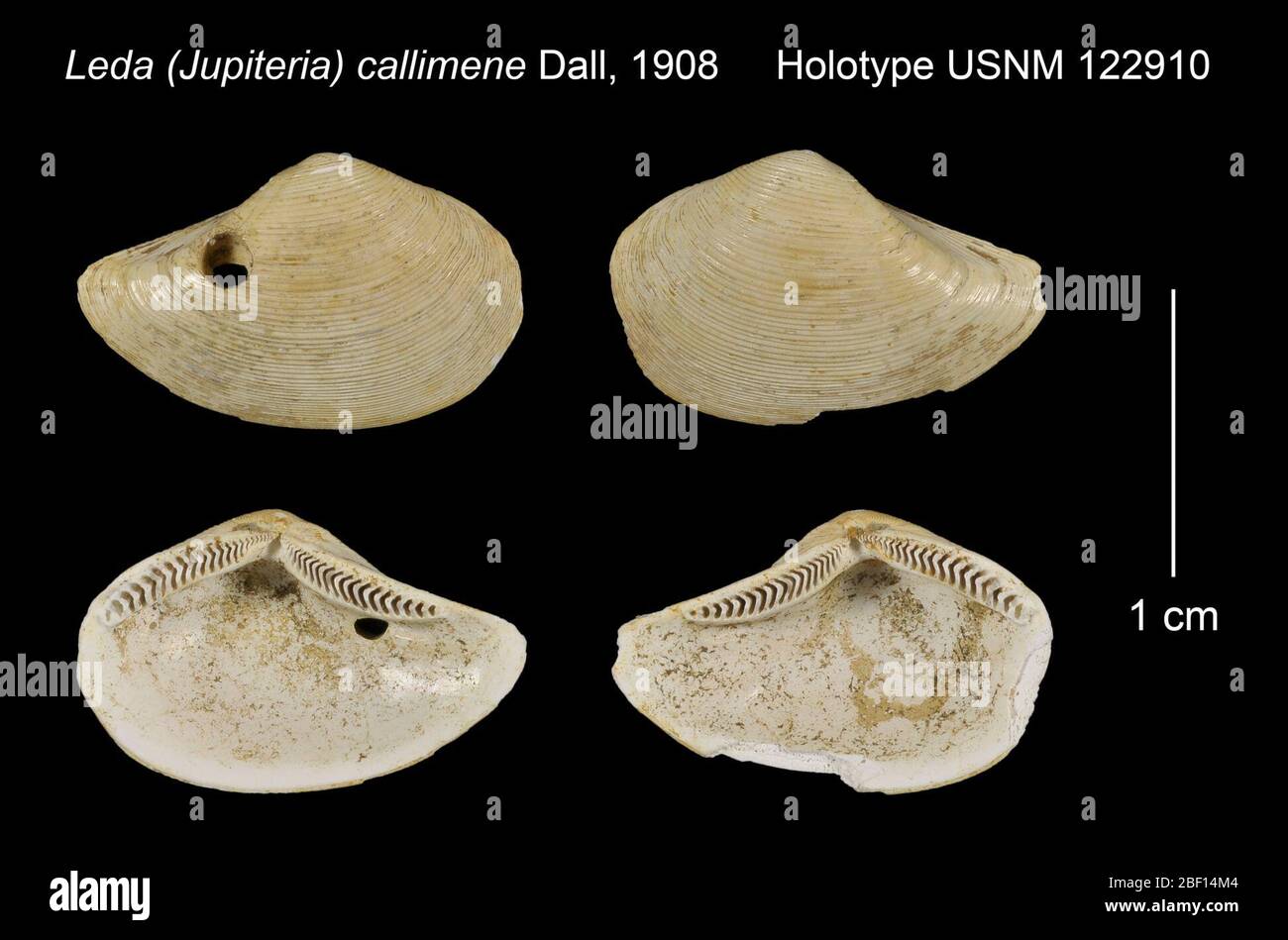 Leda Jupiteria callimene. 20 Jan 201633961 Stock Photo - Alamy