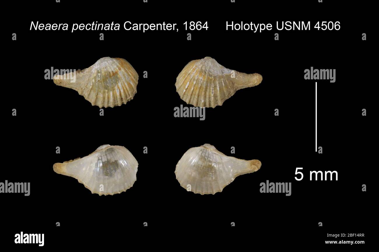 Neaera hi-res stock photography and images - Alamy