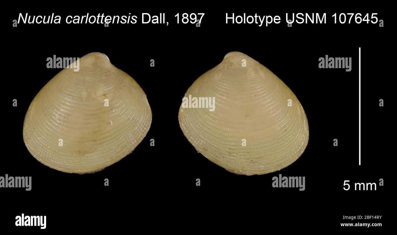 Nucula carlottensis. 20 Jan 201628601 Stock Photo - Alamy