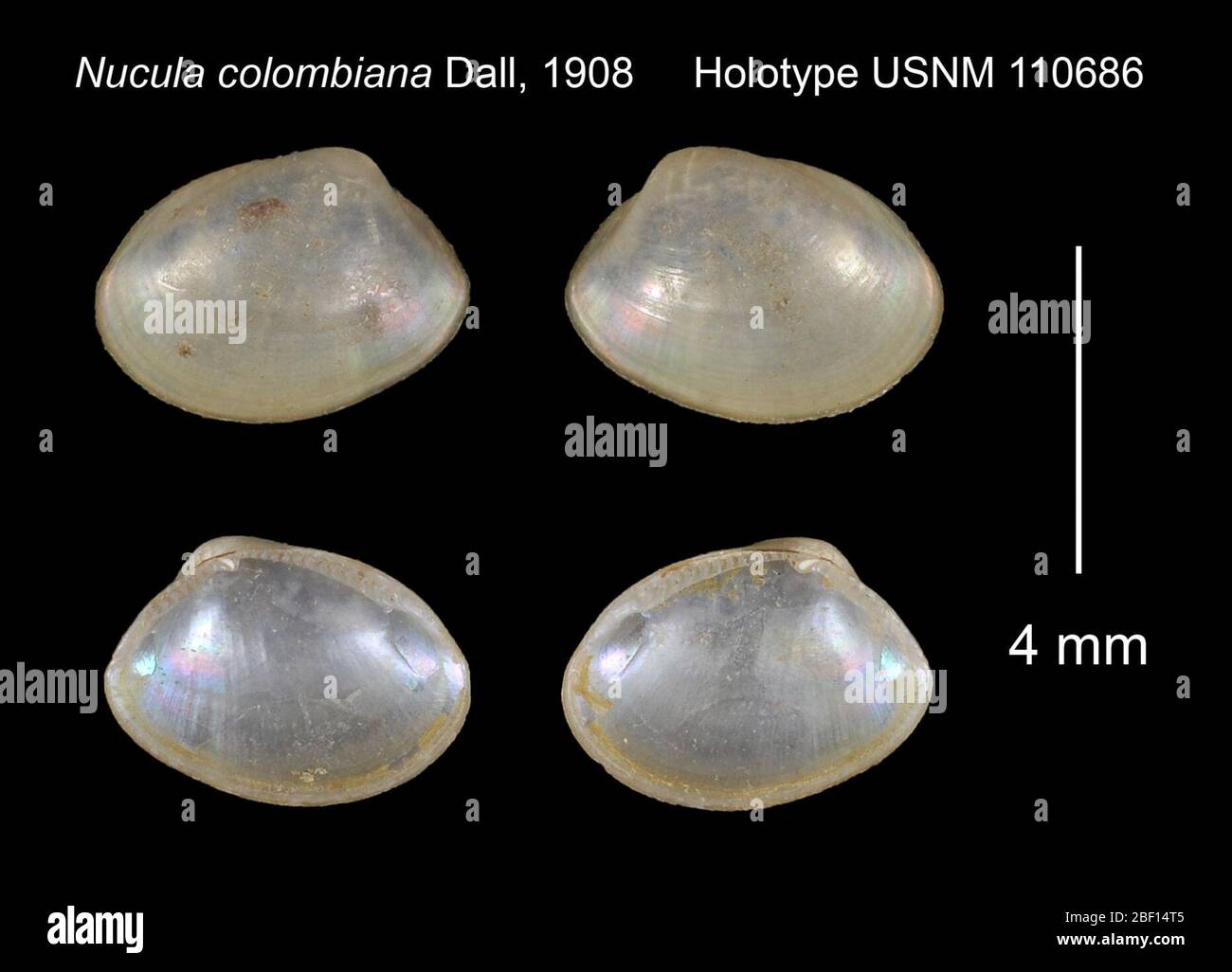 Colombiana hi-res stock photography and images - Alamy