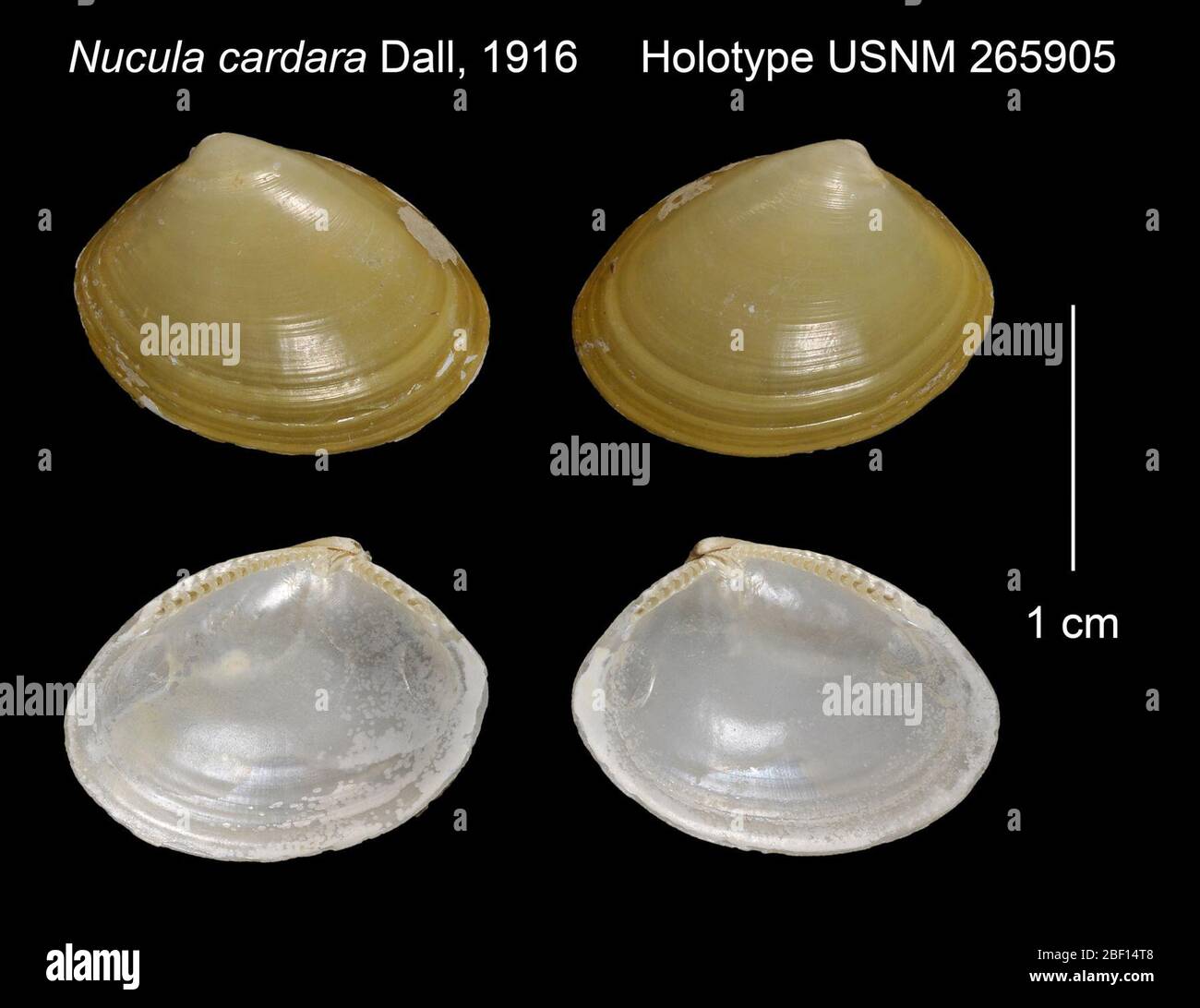 Nucula hi-res stock photography and images - Alamy