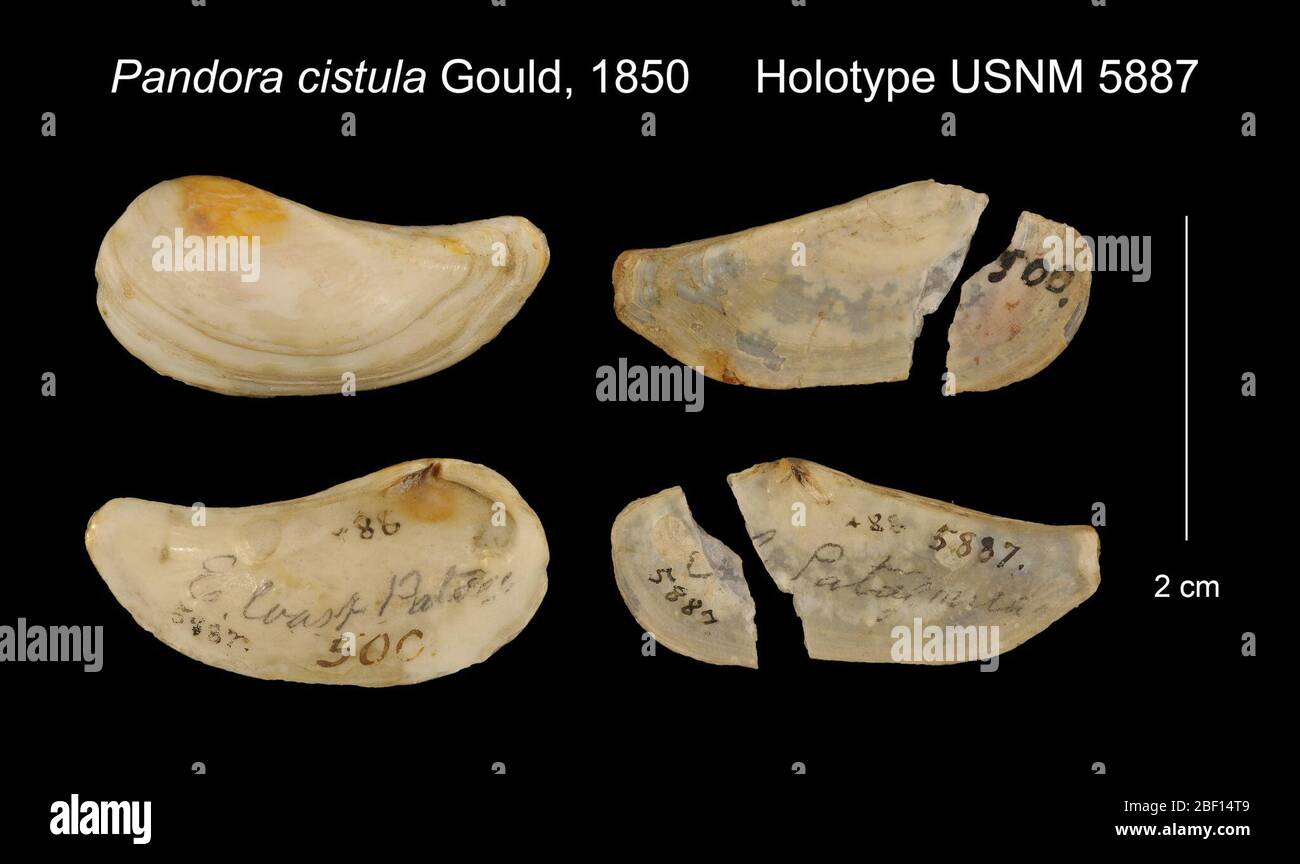 Cistula hi-res stock photography and images - Alamy