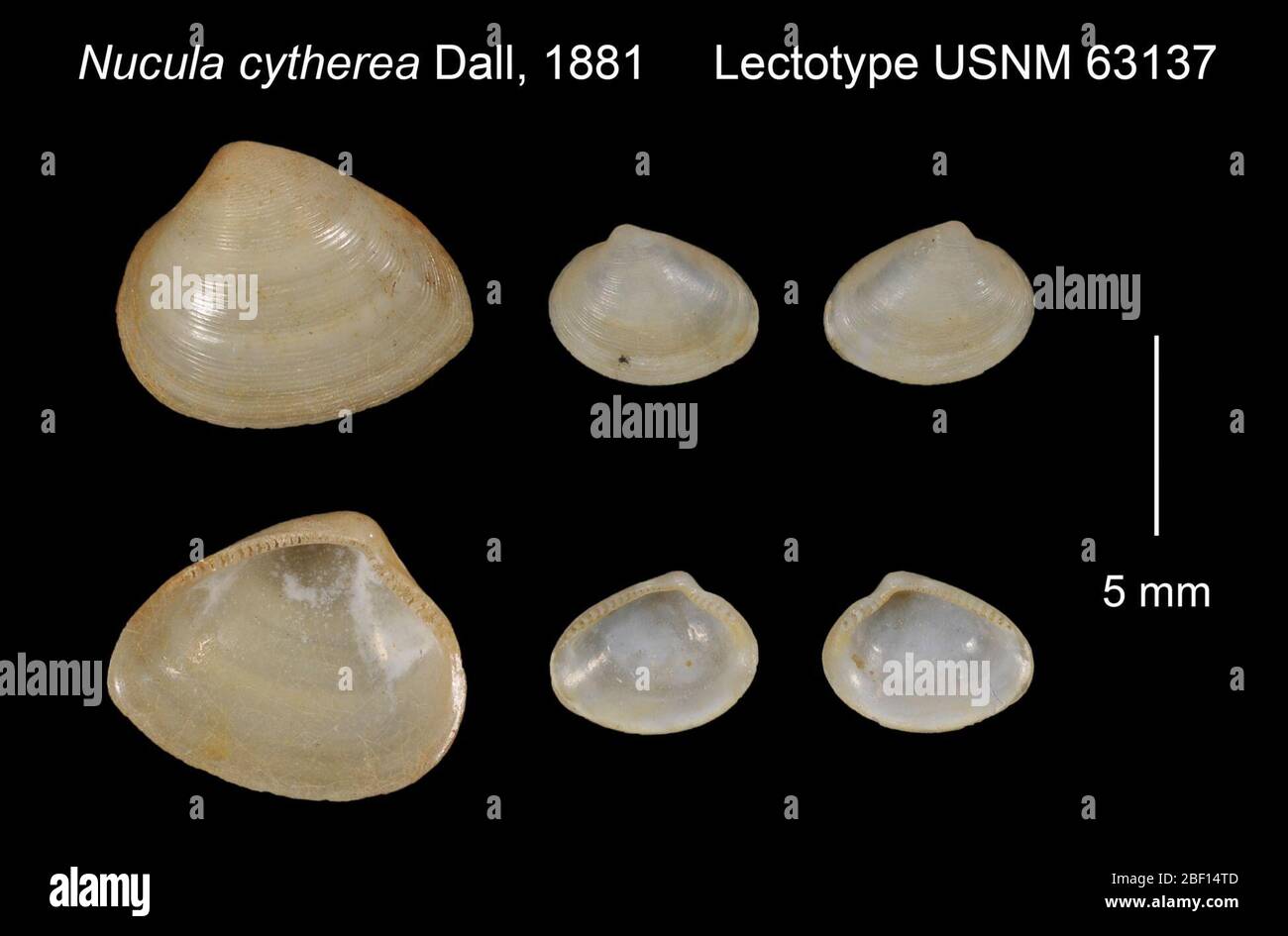 Nucula cytherea. 20 Jan 20162 Stock Photo - Alamy