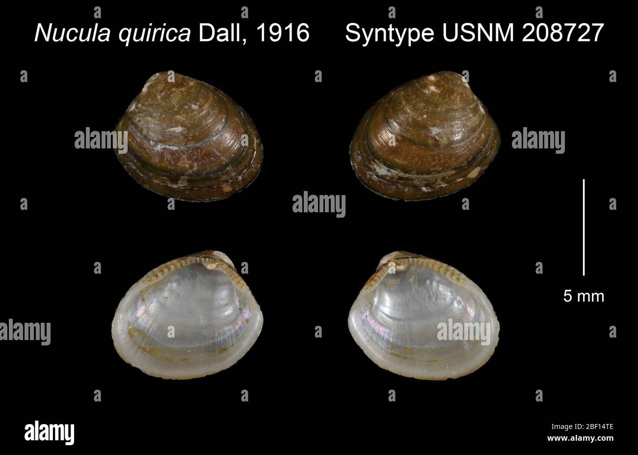 Nucula hi-res stock photography and images - Alamy