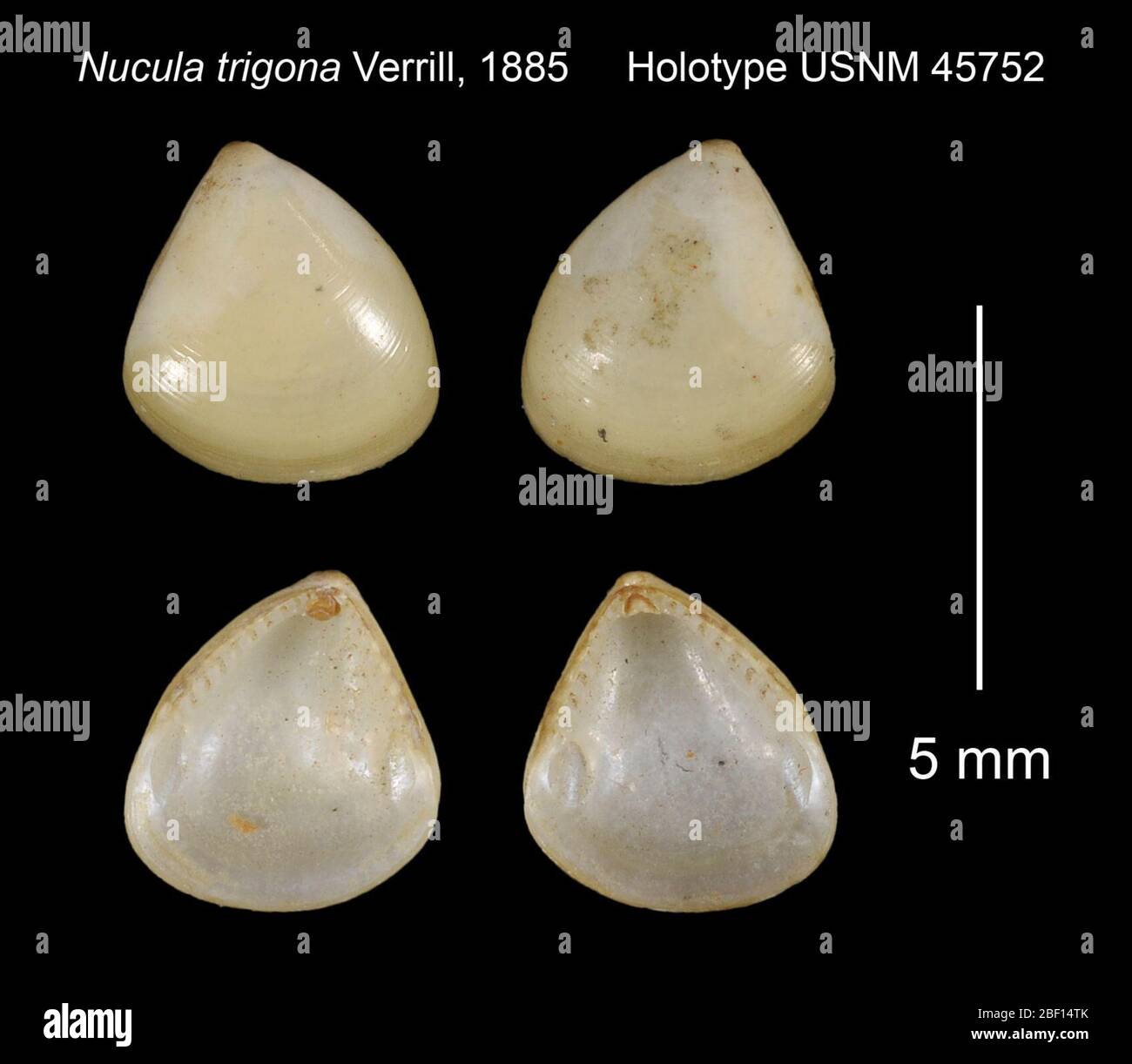 Nucula hi-res stock photography and images - Alamy