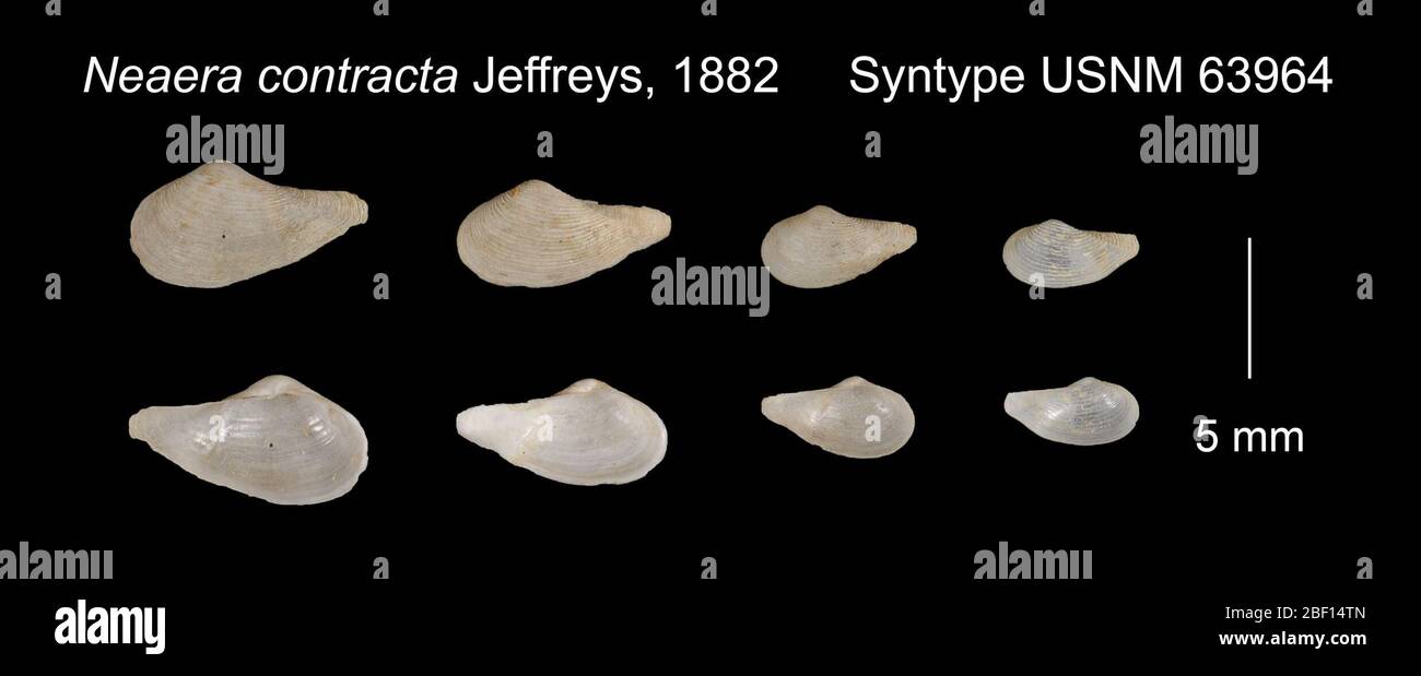 Neaera hi-res stock photography and images - Alamy