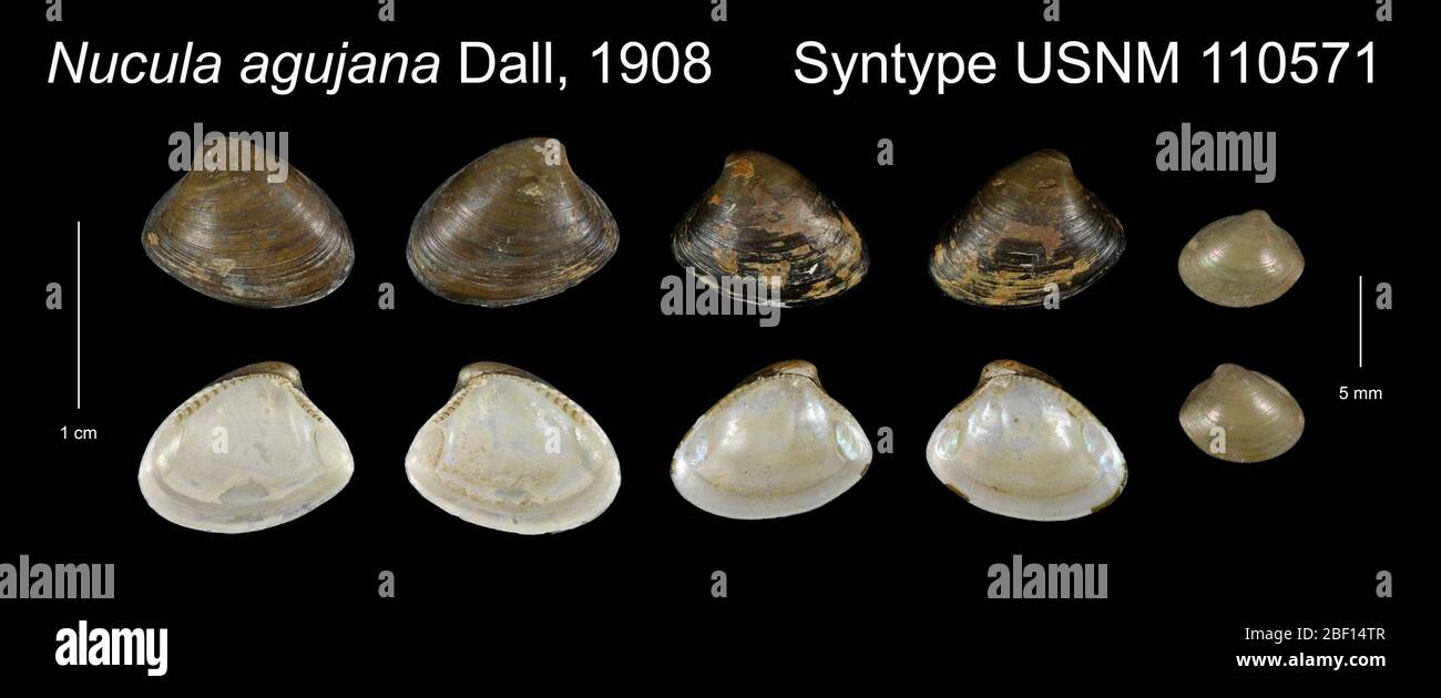 Nucula agujana. 20 Jan 201646545 Stock Photo - Alamy