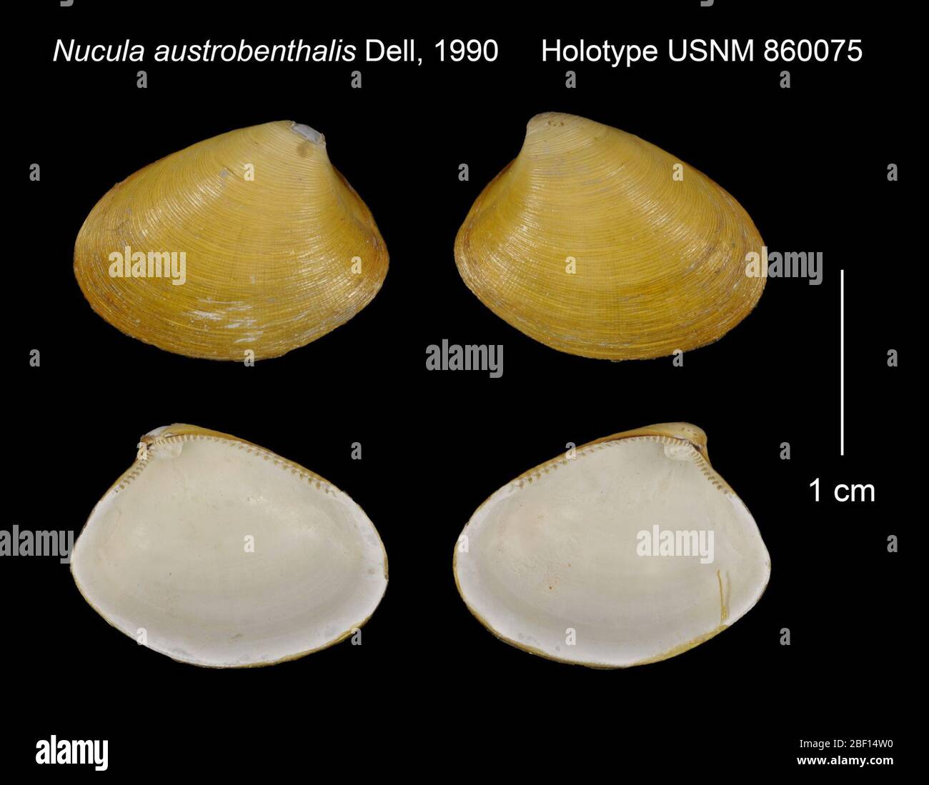 Nucula austrobenthalis. 20 Jan 20169451 Stock Photo - Alamy