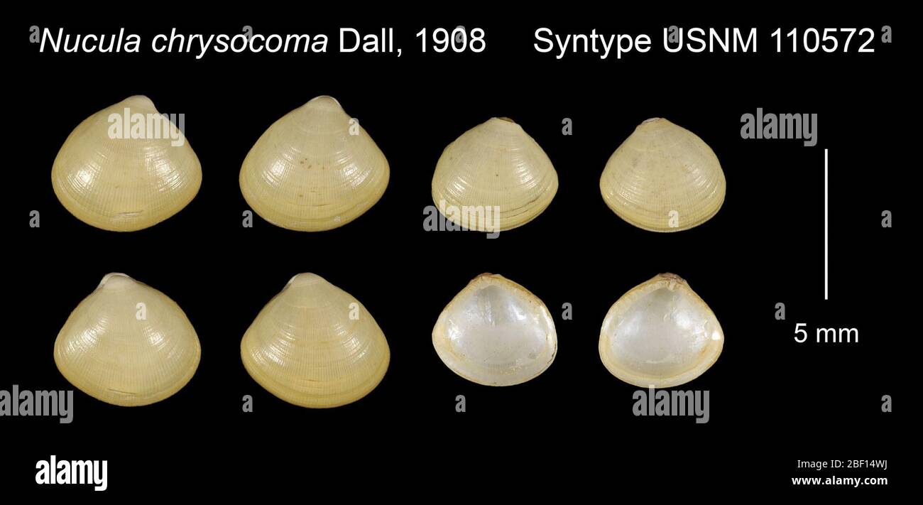 Nucula chrysocoma. 20 Jan 201646564 Stock Photo - Alamy