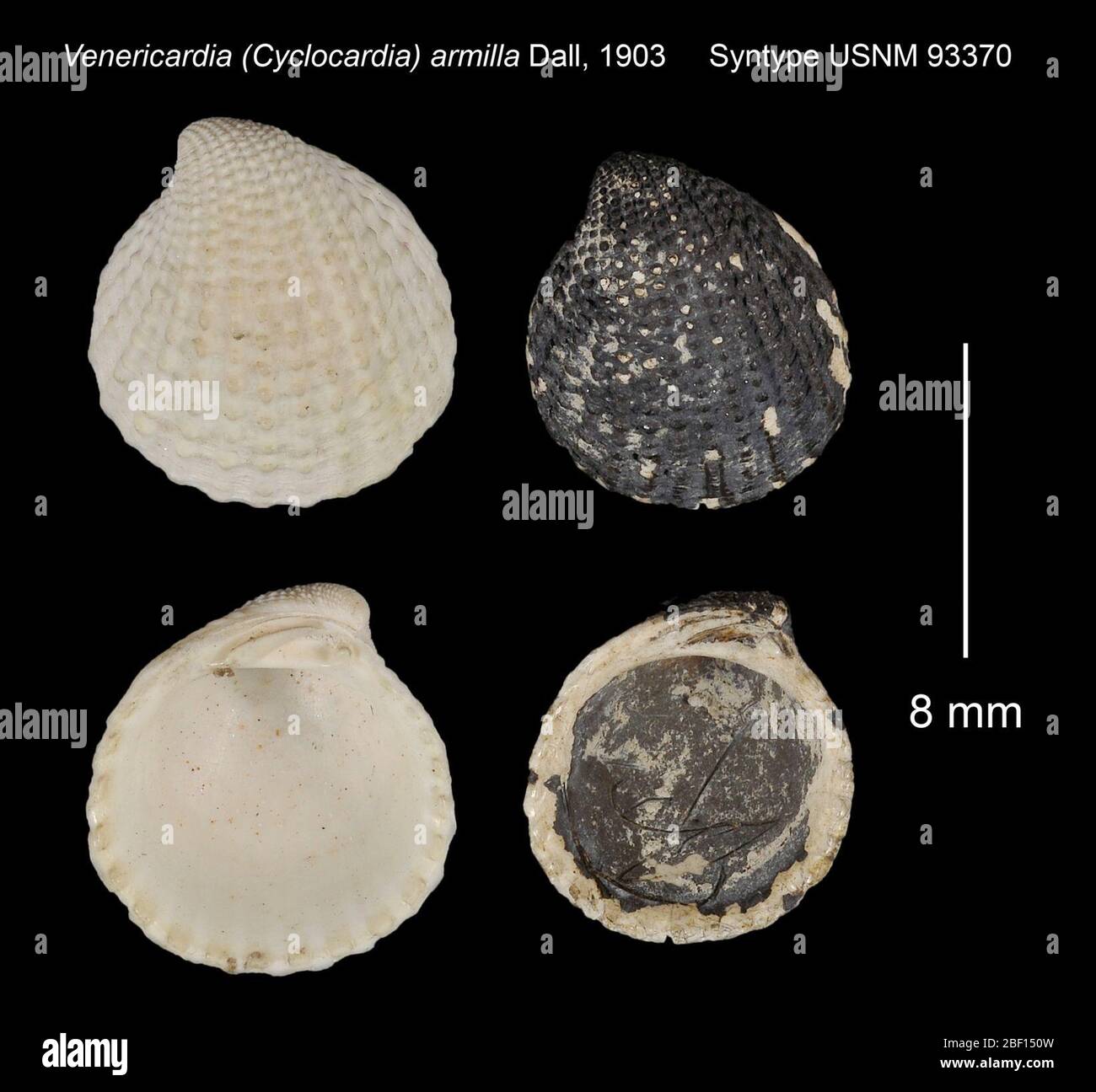 Venericardia Cyclocardia armilla. 20 Jan 201623992 Stock Photo - Alamy