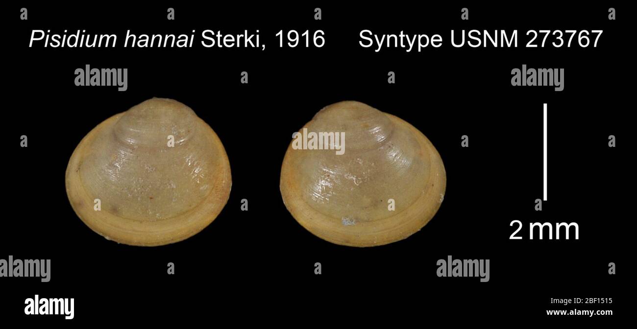 Pisidium hi-res stock photography and images - Alamy