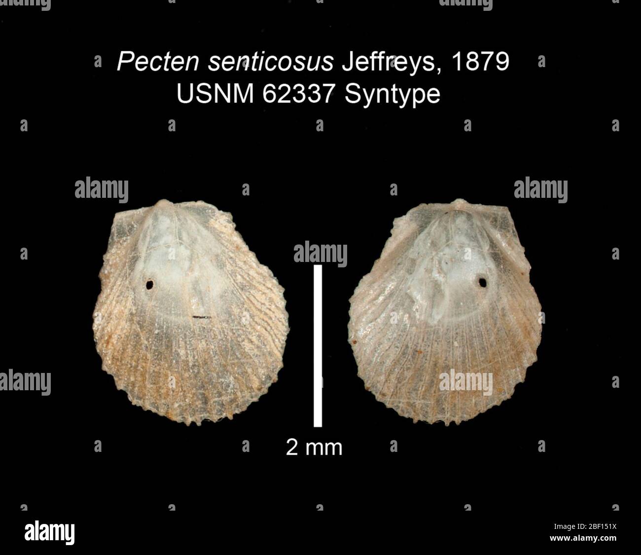 Scallop underwater pecten hi-res stock photography and images - Alamy