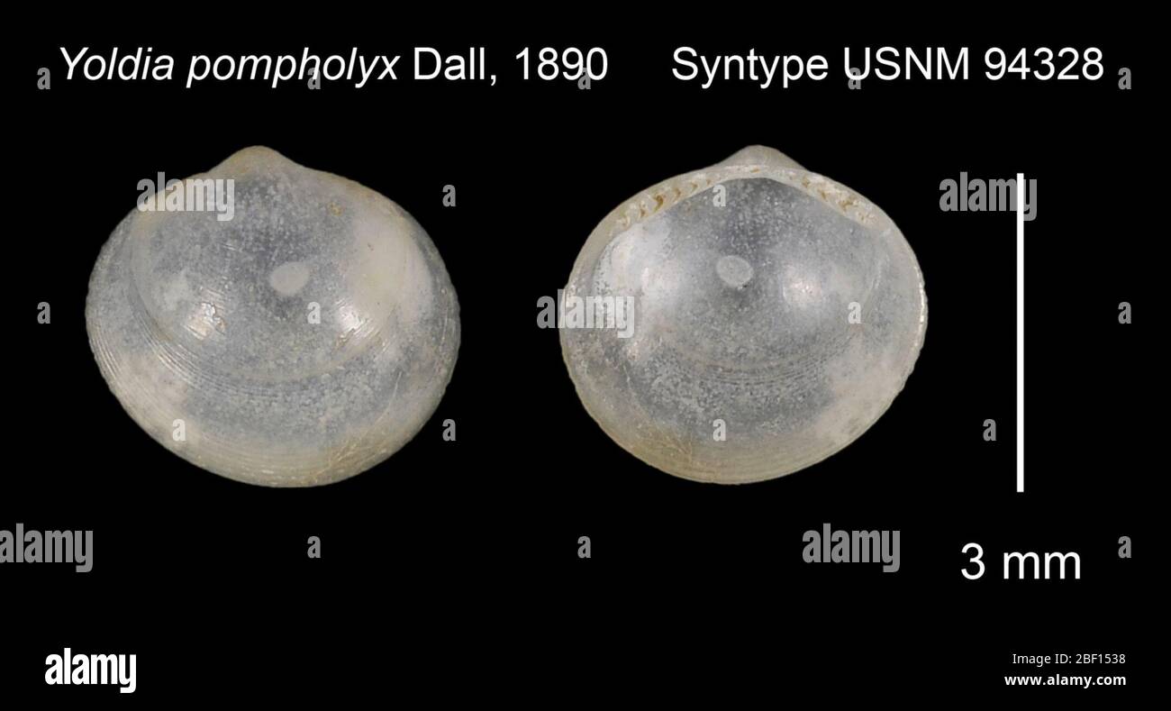 Pompholyx hi-res stock photography and images - Alamy