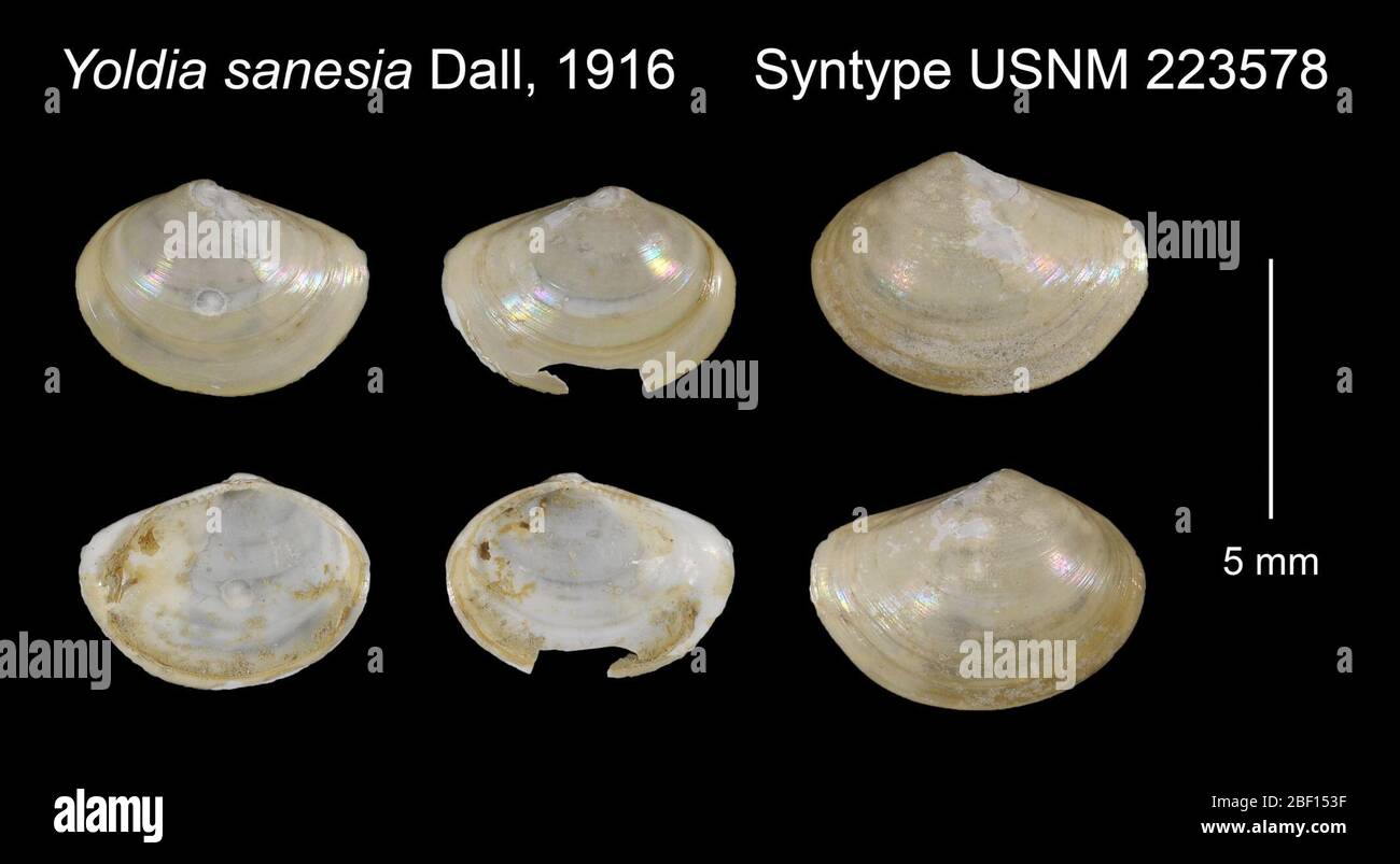 Yoldia shell hi-res stock photography and images - Alamy