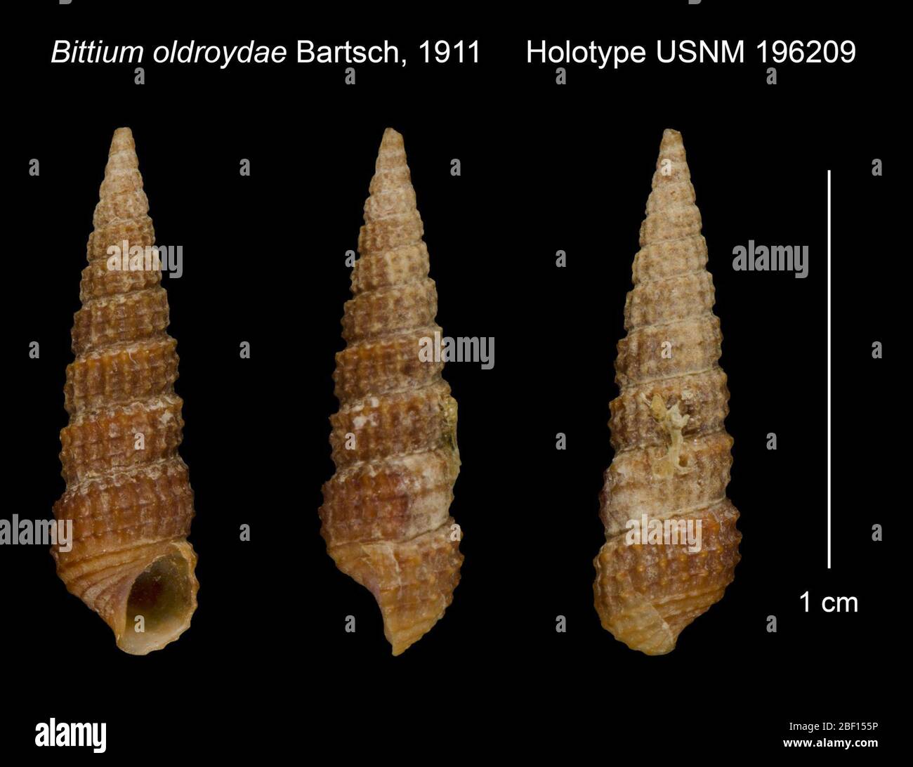 Bittium hi-res stock photography and images - Alamy