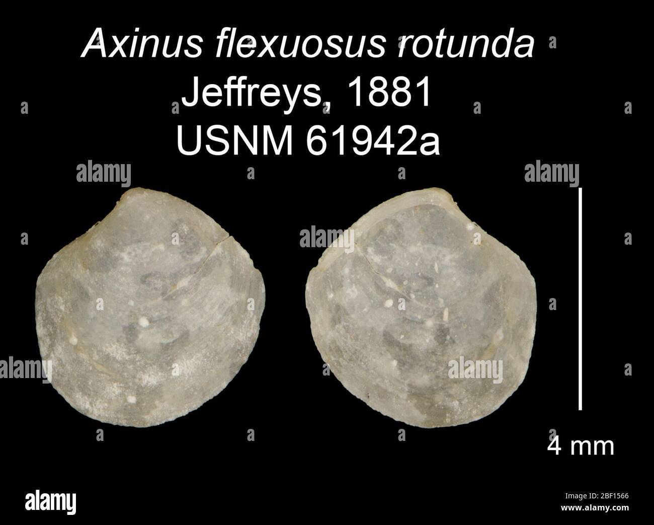 Flexuosus hi-res stock photography and images - Alamy