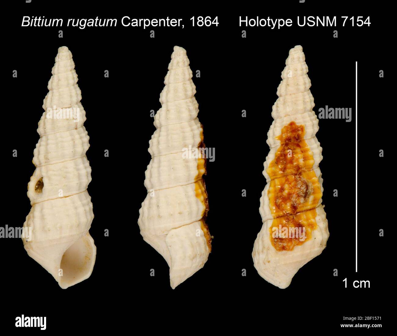 Bittium hi-res stock photography and images - Alamy
