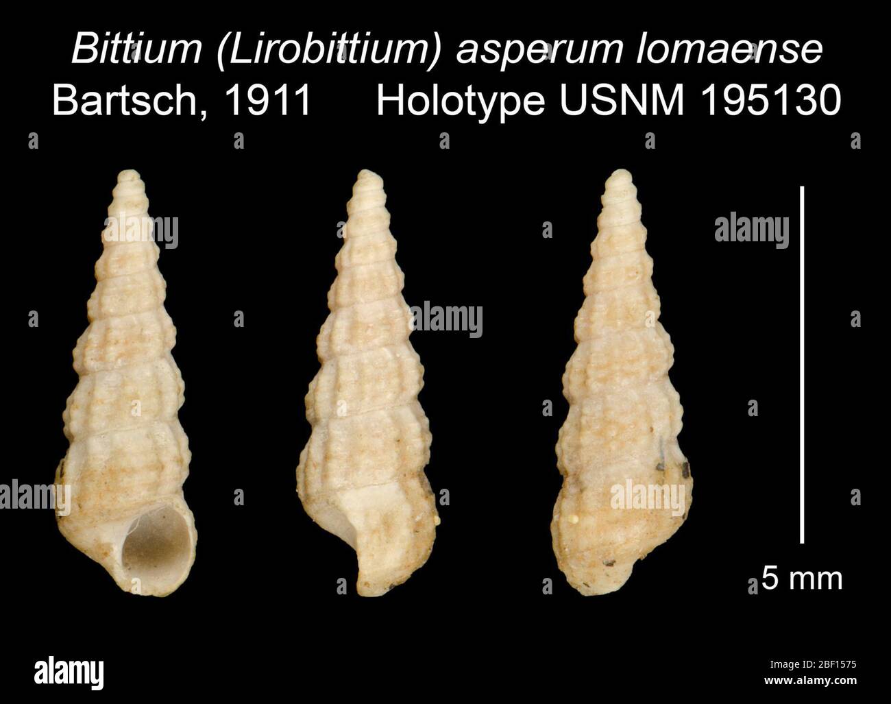 Bittium hi-res stock photography and images - Alamy