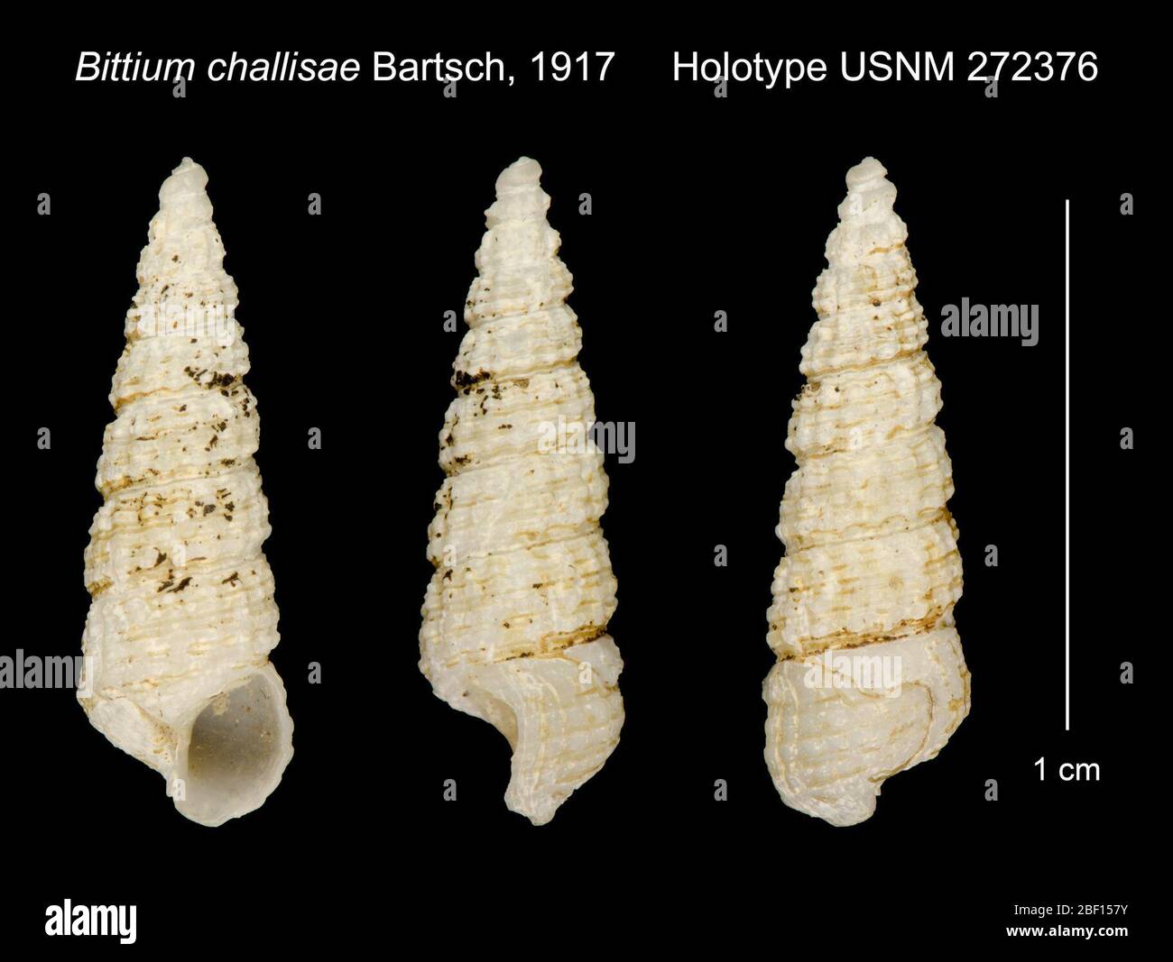 Bittium hi-res stock photography and images - Alamy