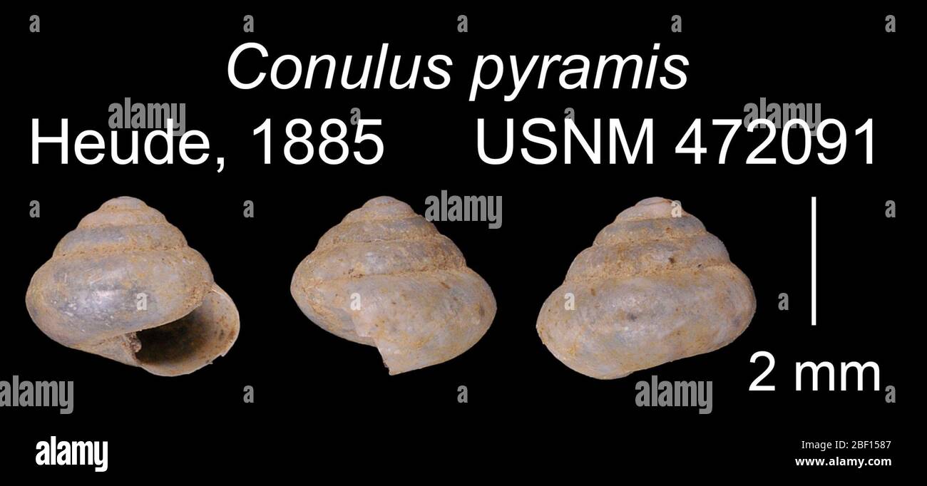 Ariophantidae hi-res stock photography and images - Alamy