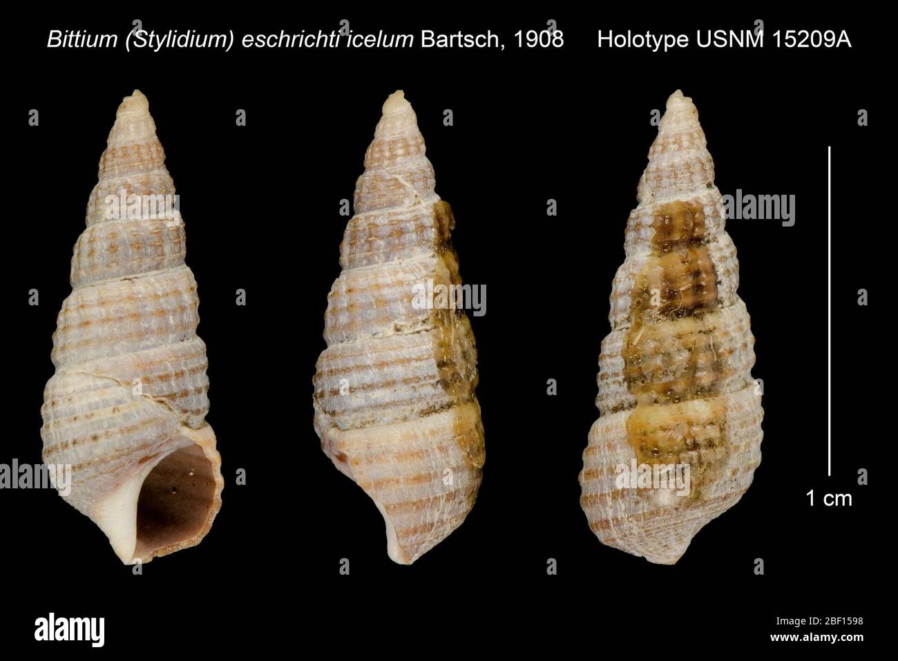 Bittium Stylidium eschrichti icelum. 20 Jan 20161 Stock Photo - Alamy